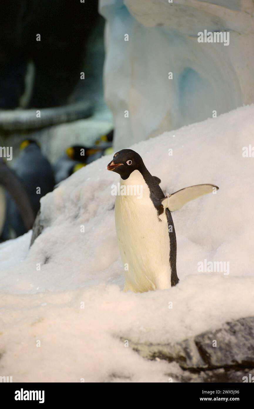 ORLANDO, FL - DECEMBER 20: Besieged theme park SeaWorld has launched ...