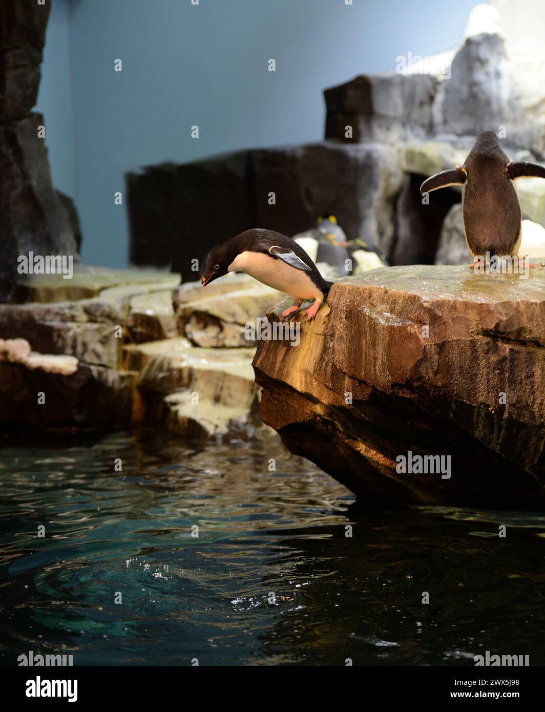 ORLANDO, FL - DECEMBER 20: Besieged theme park SeaWorld has launched ...