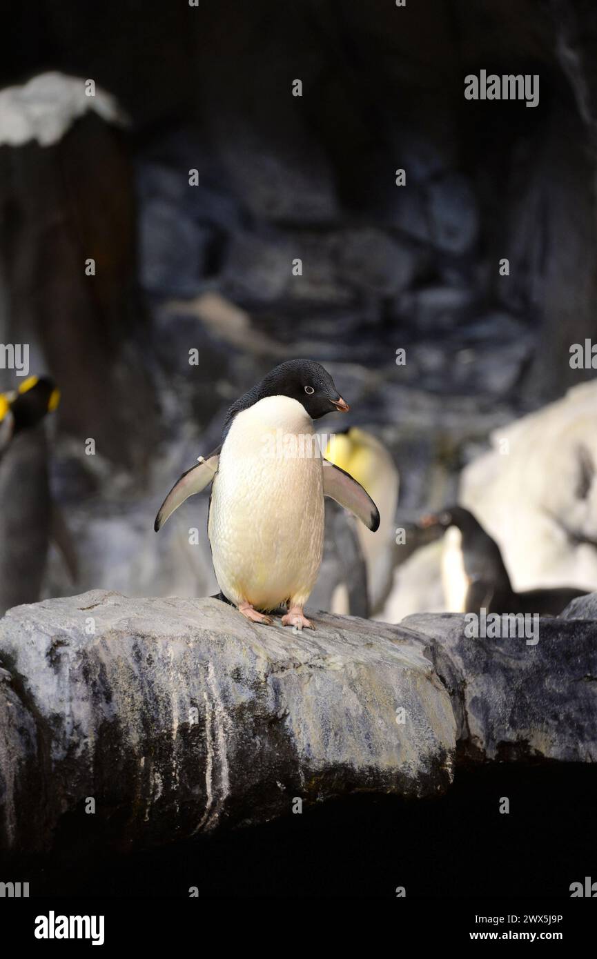 ORLANDO, FL - DECEMBER 20: Besieged theme park SeaWorld has launched ...