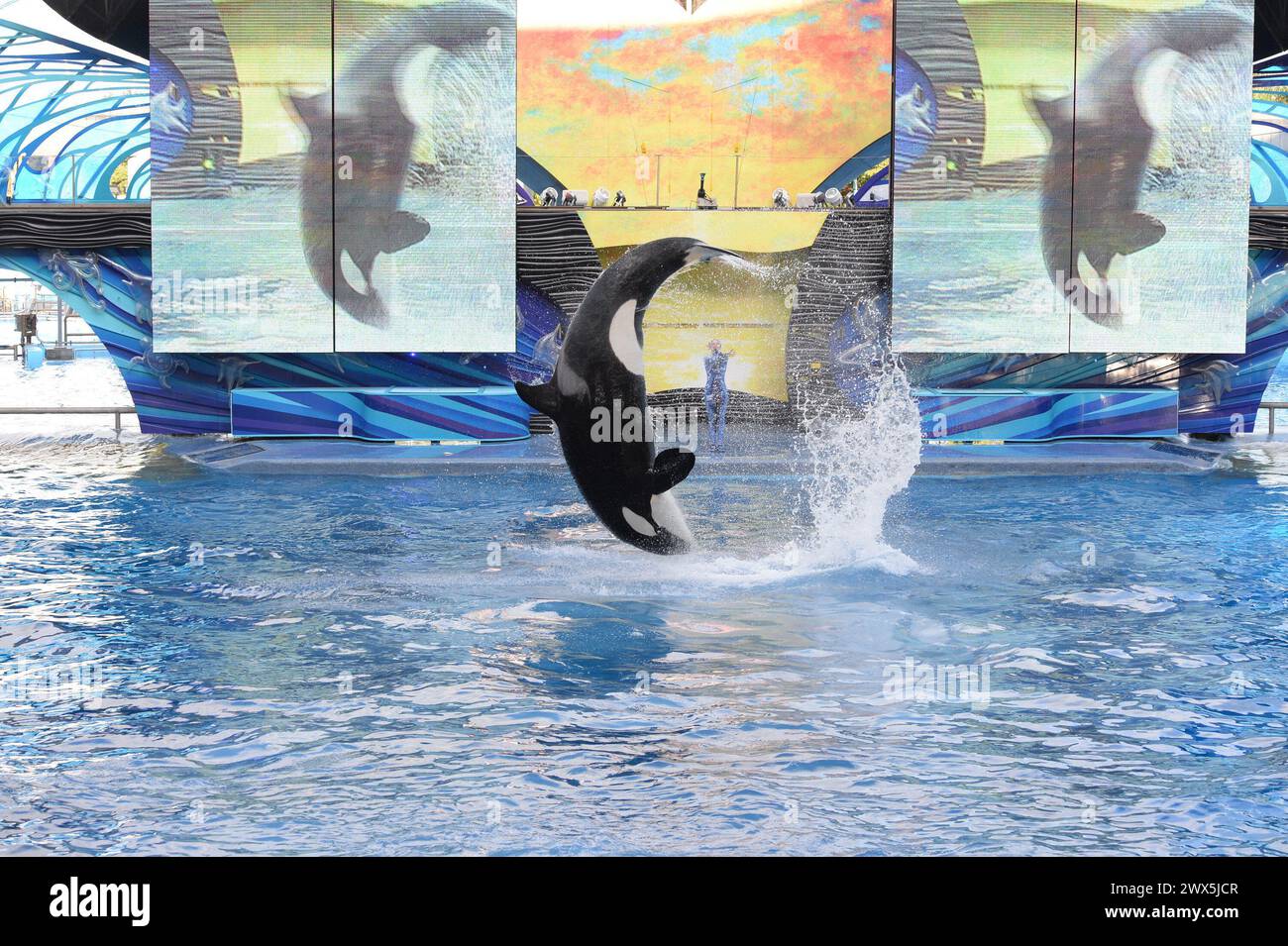 Blackfish sea world hi-res stock photography and images - Alamy