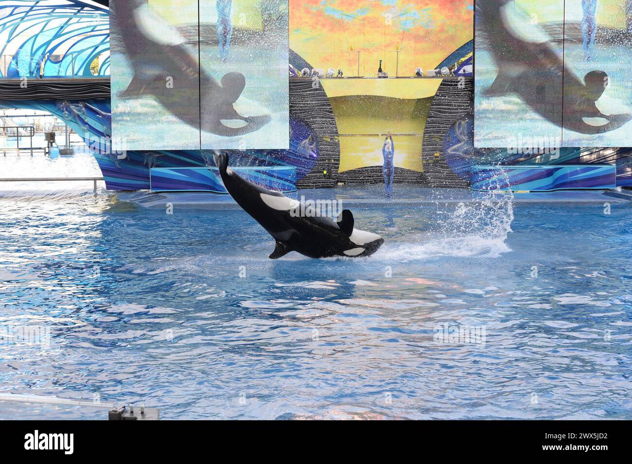 Blackfish sea world hi-res stock photography and images - Alamy