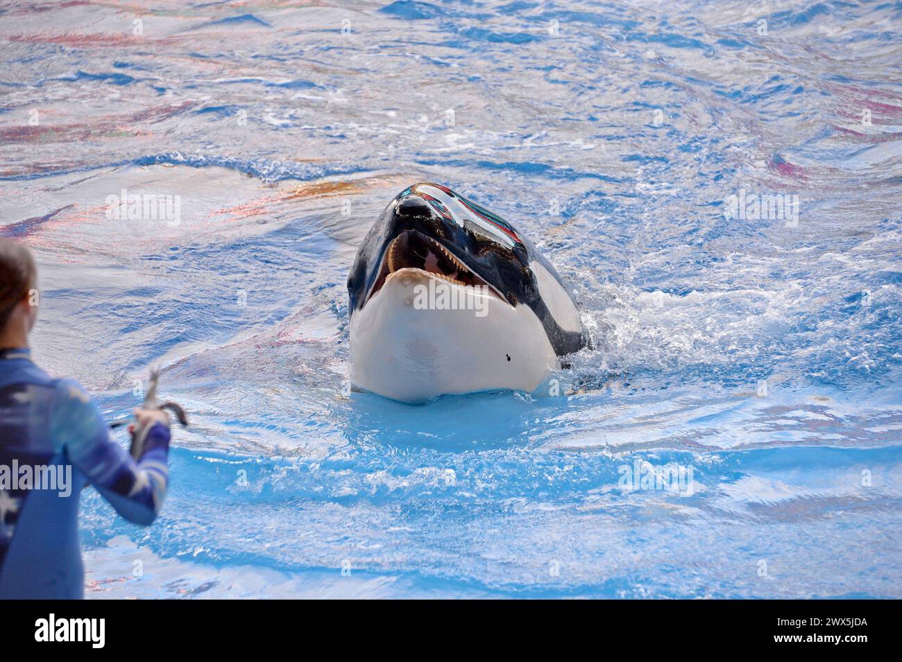 Blackfish sea world hi-res stock photography and images - Alamy