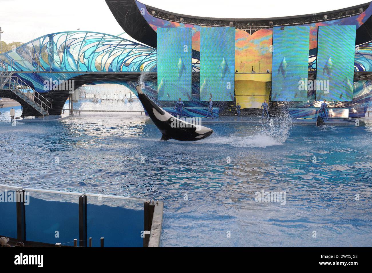 Blackfish sea world hi-res stock photography and images - Alamy