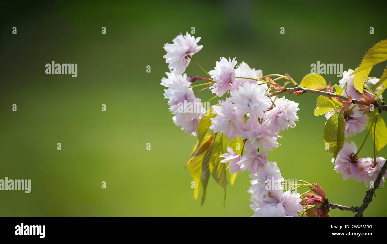 Variety of flowers in different stages of bloom hi-res stock ...