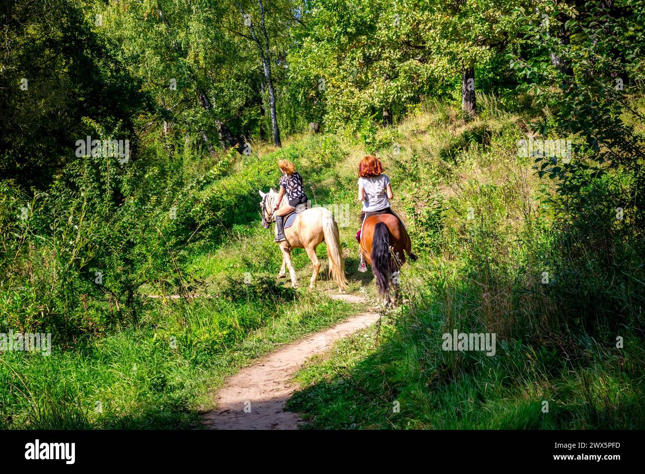 Two horses and riders riding on a narrow forest path. Horse riding ...