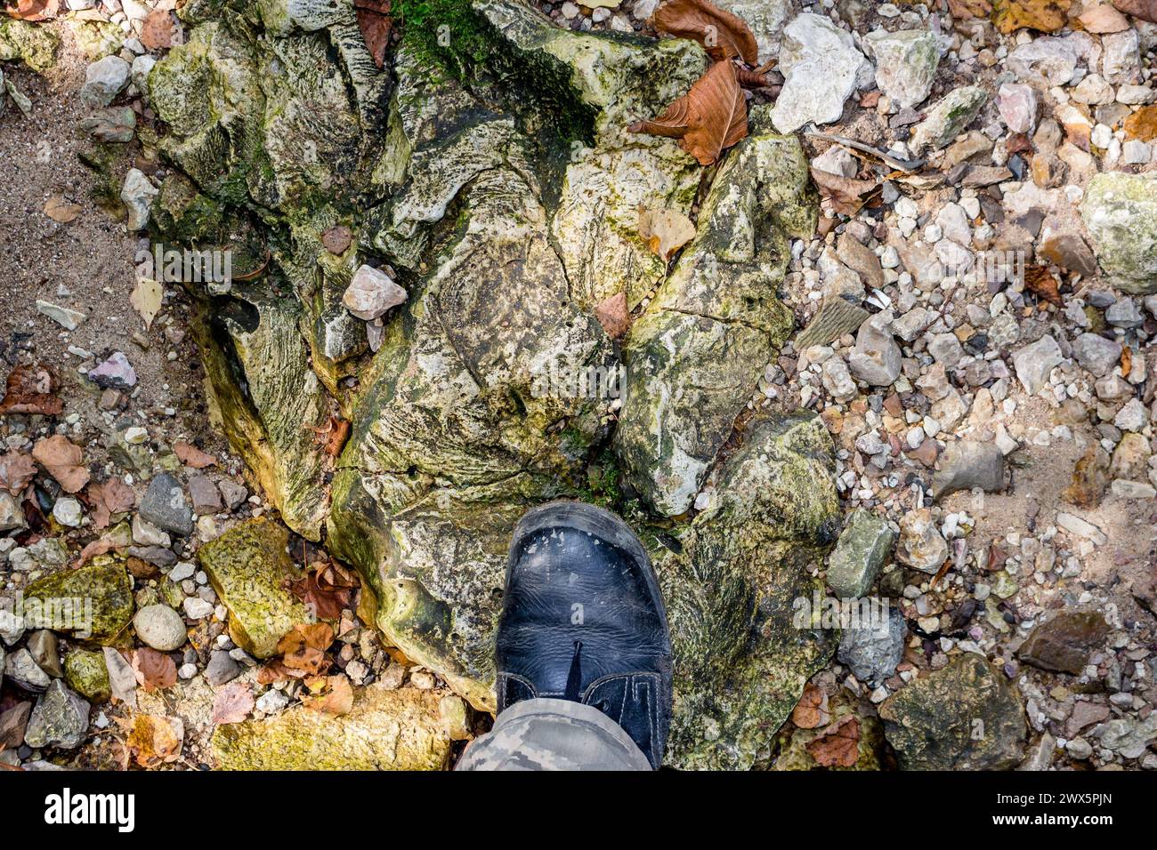 Traces ichnofossils of fossil worms zoophycos in limestone. Kaluzhskiy ...