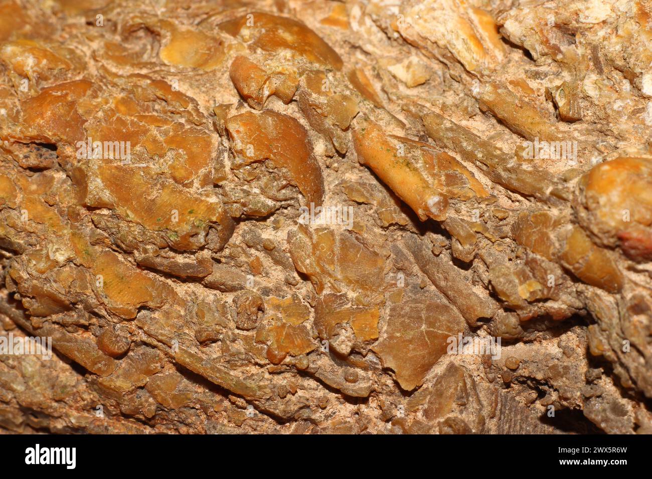 Accumulation of fossil fauna in stone - segments of sea lilies, plates ...