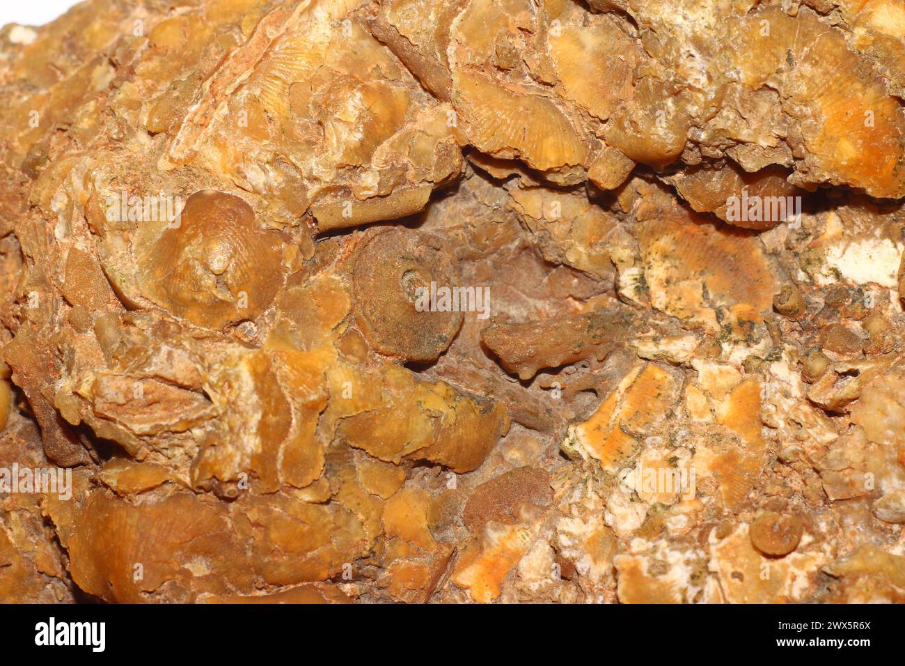 Accumulation of fossil fauna in stone - segments of sea lilies, plates ...