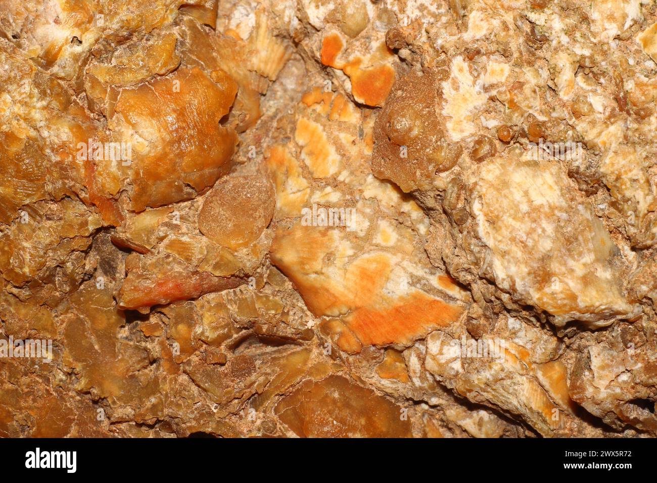 Accumulation of fossil fauna in stone - segments of sea lilies, plates ...