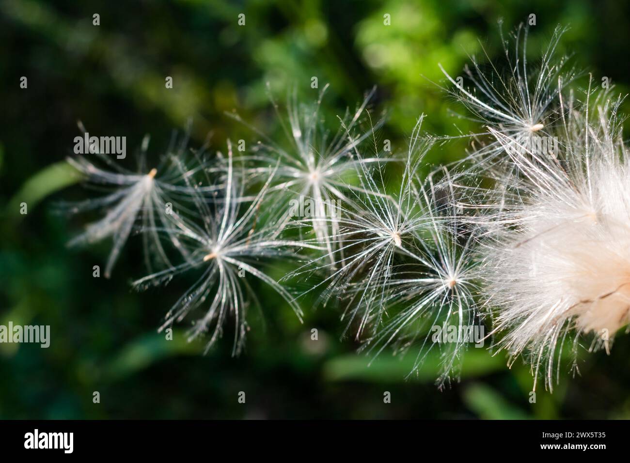 Seeds flying hi-res stock photography and images - Alamy