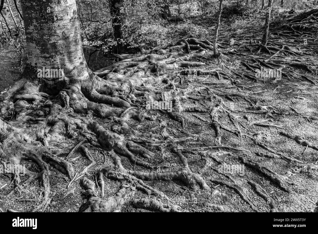 Tree roots in the forest. Plitvice lakes natural park, Croatia ...