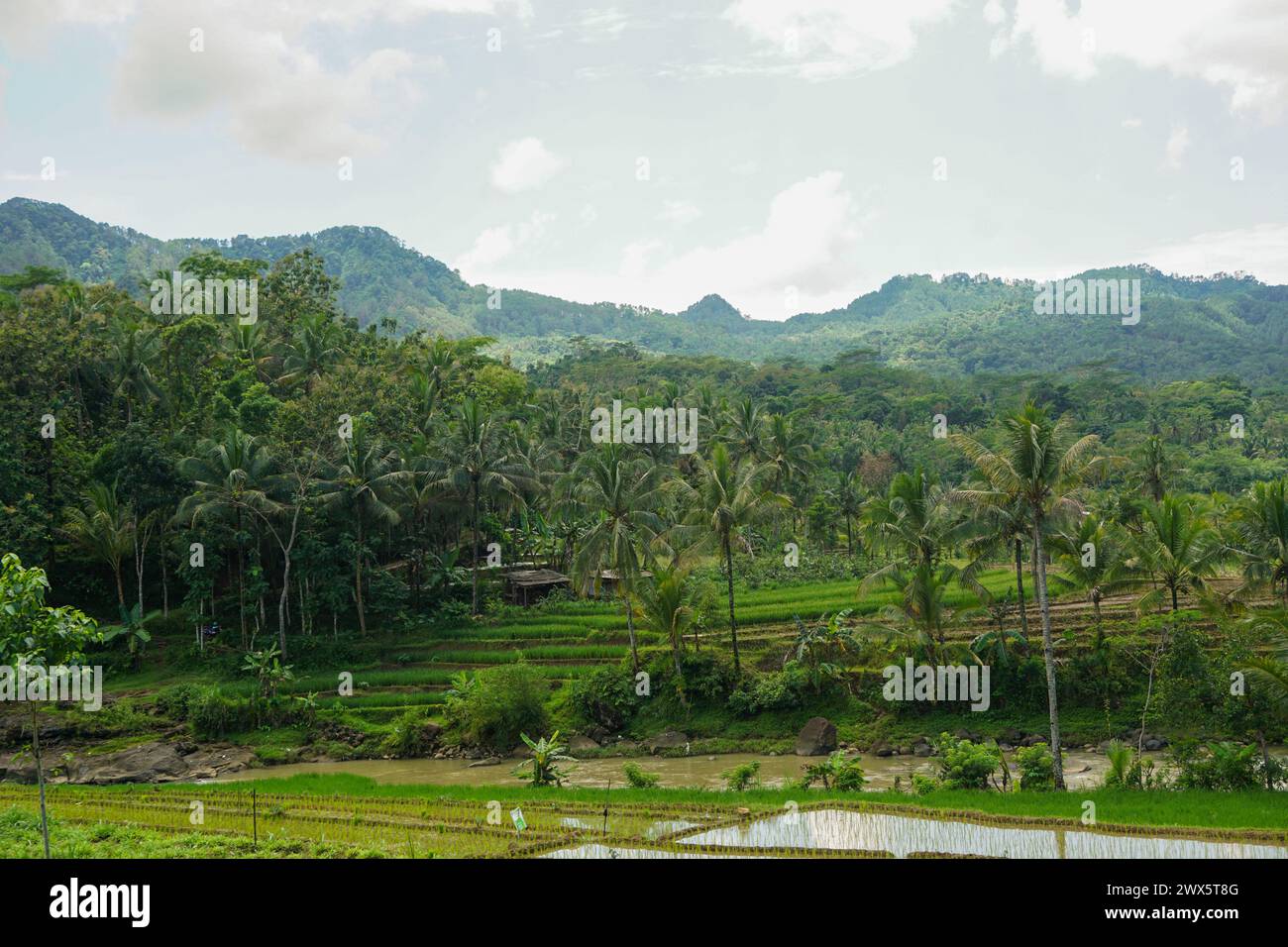 Stock photo of Indonesian natural scenery with green rice fields and ...