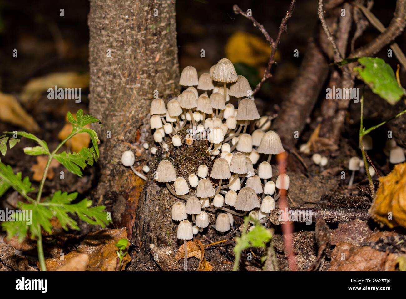 Accumulation of fungus Fairy inkcap (commonly known as trooping crumble ...