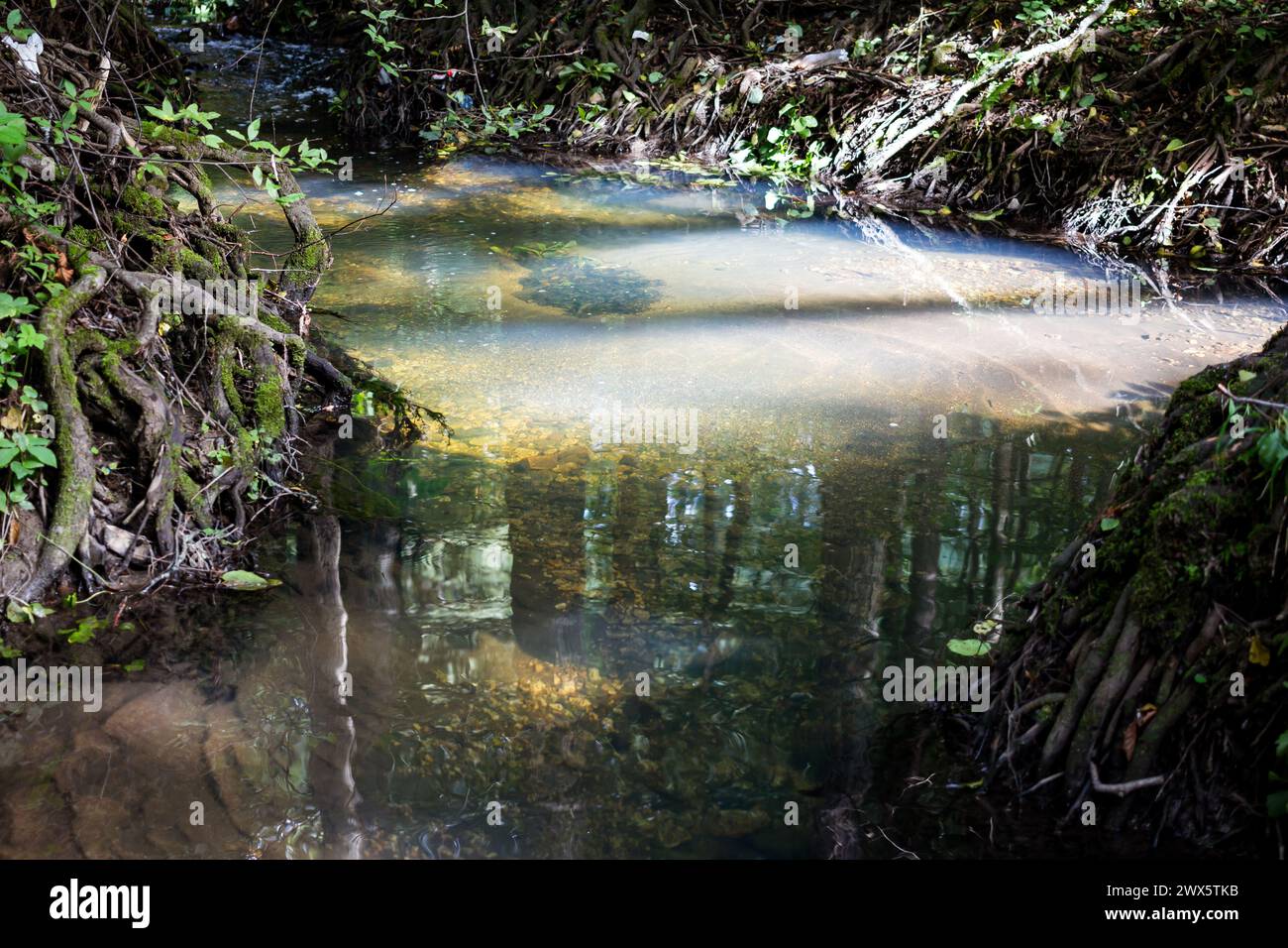 View of a forest stream, clear water lit by the sun Stock Photo - Alamy