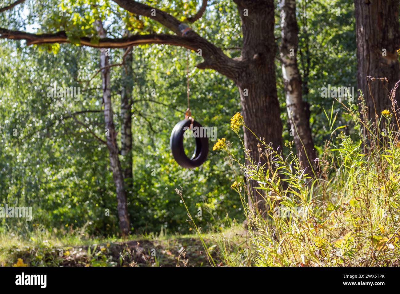 Tire swing on old thick oak Stock Photo - Alamy