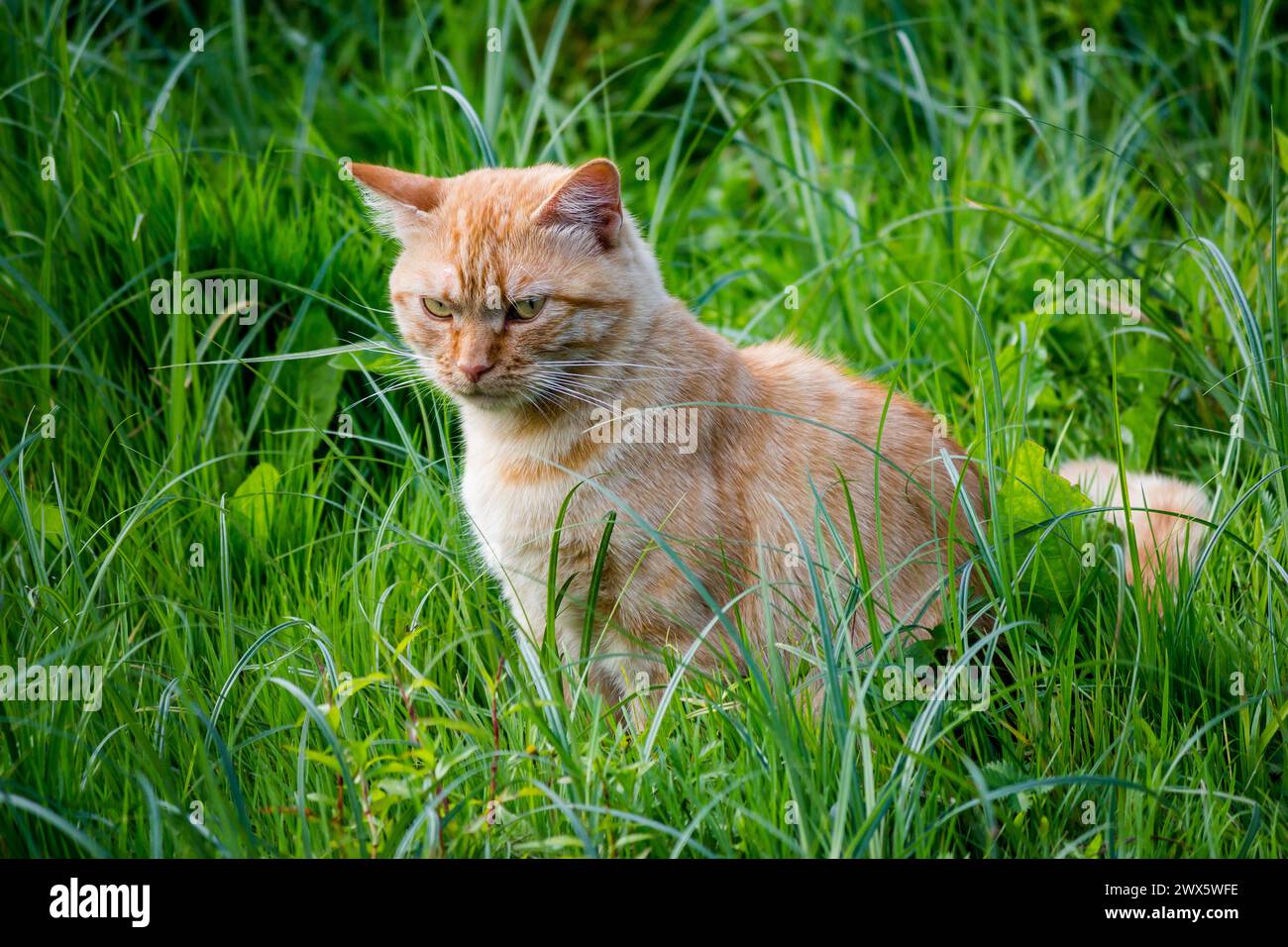 Cat walking among hi-res stock photography and images - Alamy