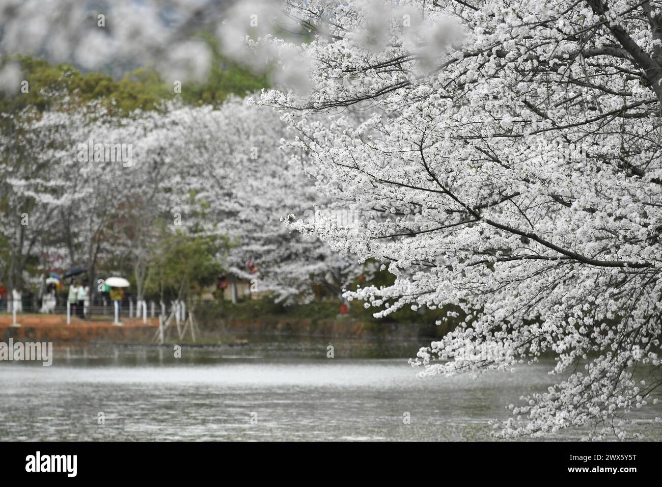 Cherry blossoms are in full bloom in Nanchang City, east China's ...