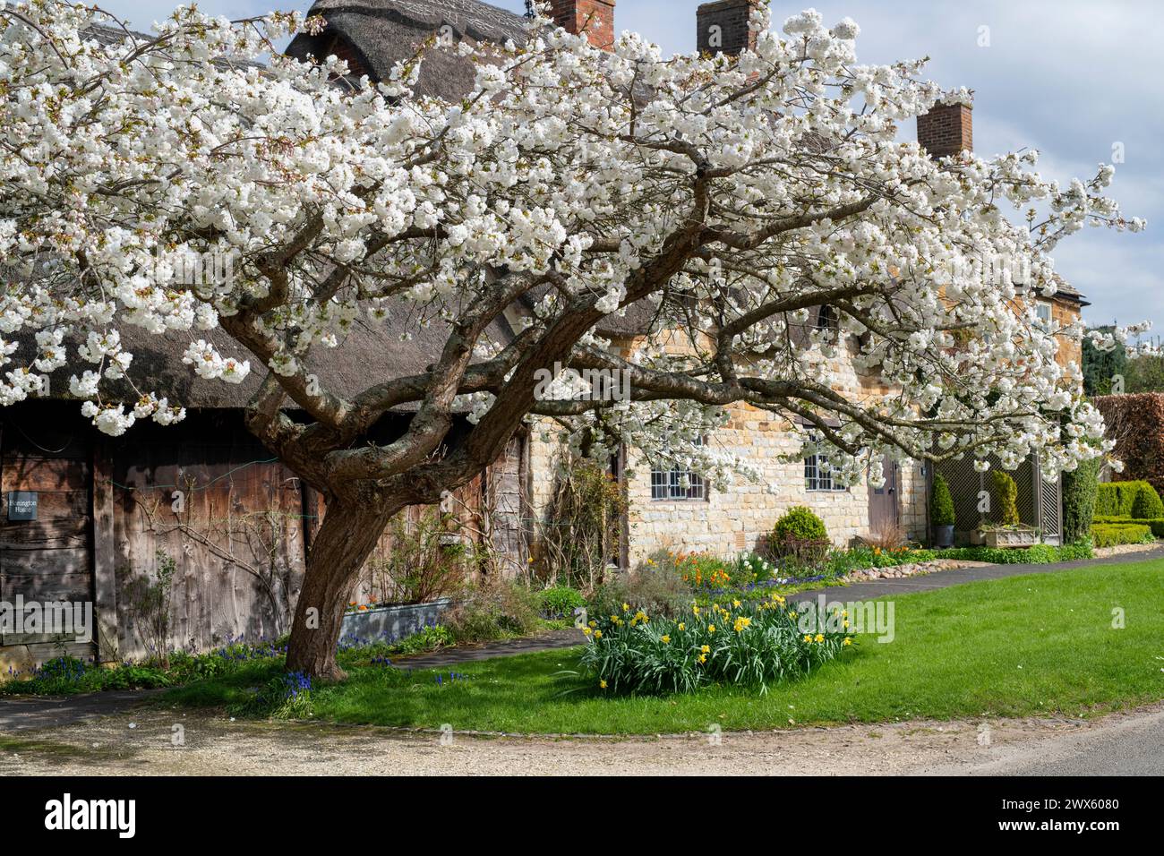 Prunus Shirotae. Japanese Cherry Trees in Blossom in Spring. Honington ...
