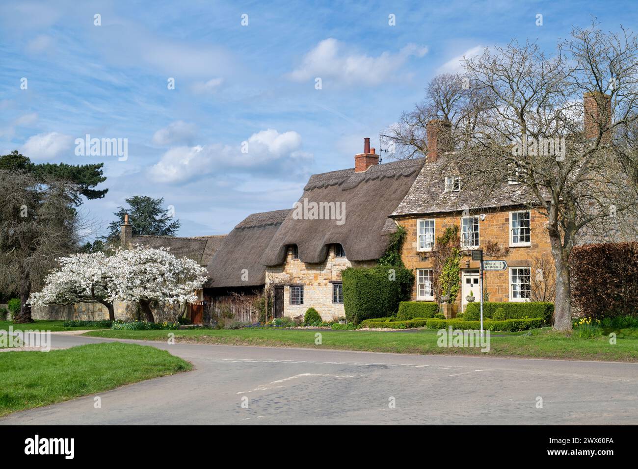 Prunus Shirotae. Japanese Cherry Trees in Blossom in Spring. Honington ...
