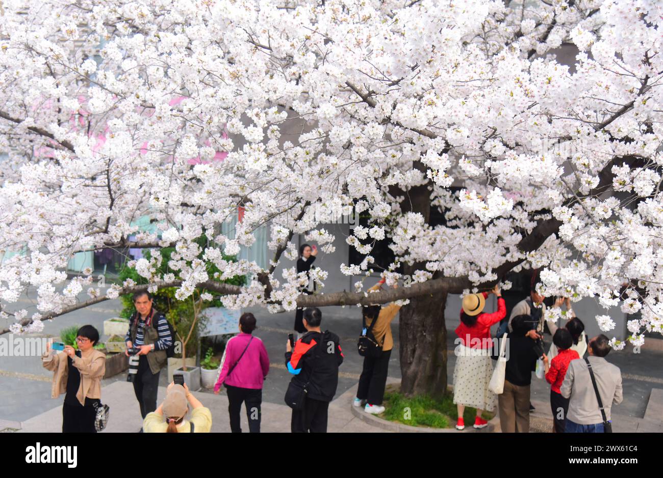 A hundred-year-old cherry tree blooms in Hangzhou City, east China's ...