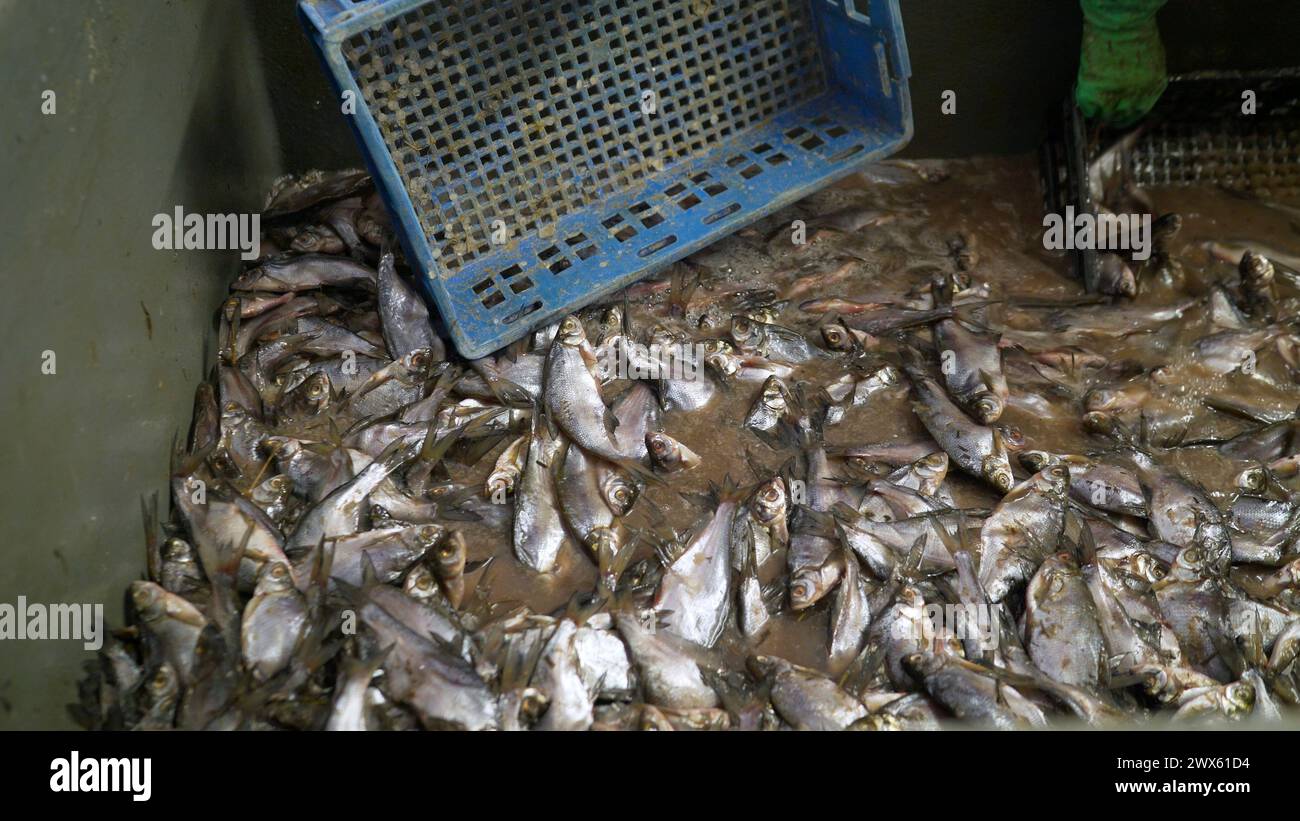Pull out fresh fish at the fish factory. The process of salting fish ...