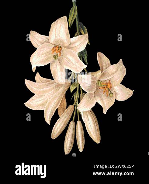 beautiful off-white skin gold type floral design Stock Vector Image ...