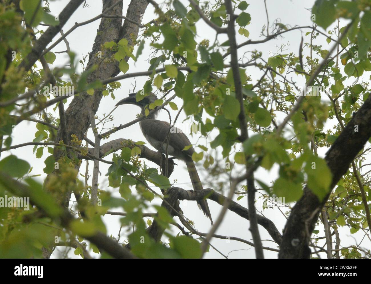 Silguri, West Bengal, INDIA. 28th Mar, 2024. An Indian Grey hornbill ...