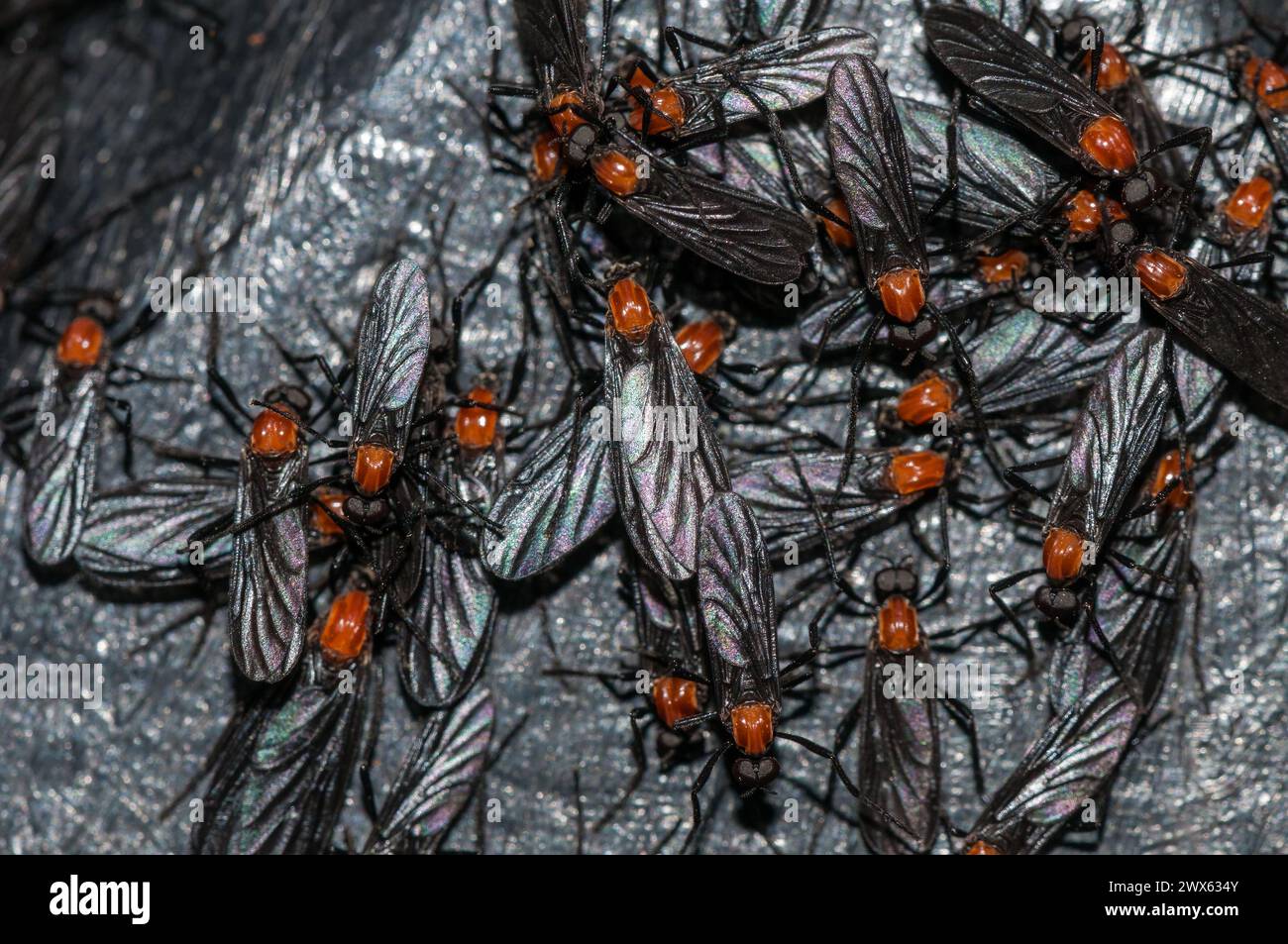lovebug,Plecia nearctica, Cape Conran, Australia Stock Photo - Alamy