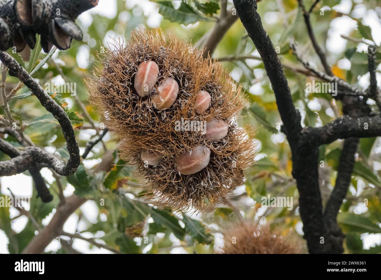 Old man banksia tree hi-res stock photography and images - Alamy