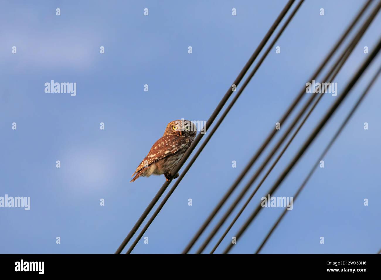 Owl electric hi-res stock photography and images - Alamy