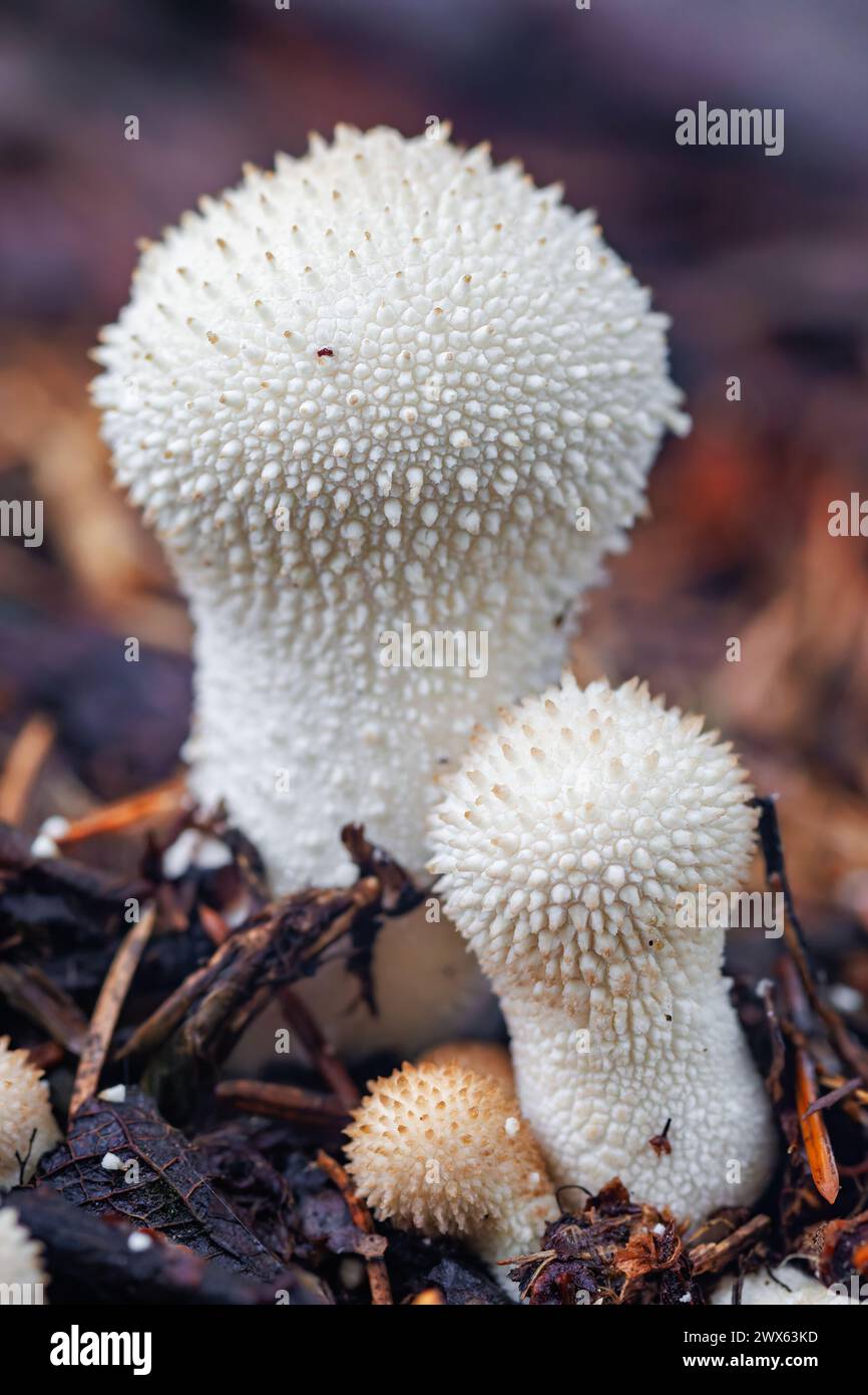 Beautiful close-up macro photo from a fungus, Lycoperdon perlatum ...