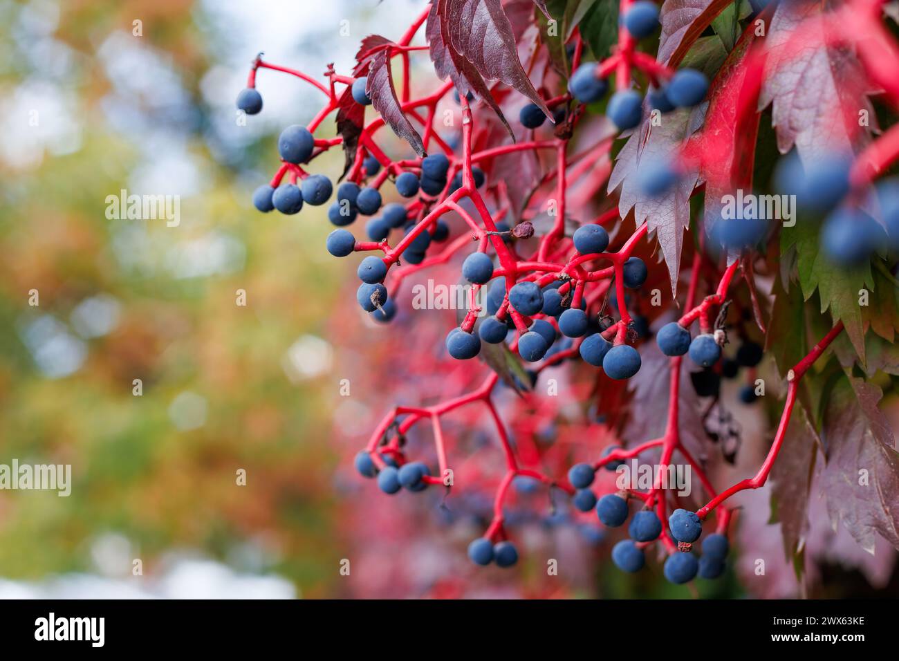 Virginia Creeper (Parthenocissus Quinquefolia) plant and his fruits in ...