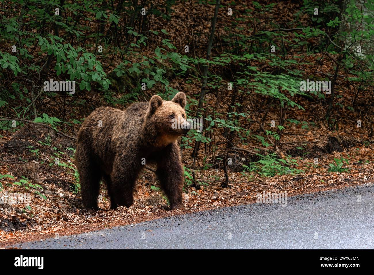 Brown bear roaring not grizzly hi-res stock photography and images - Alamy