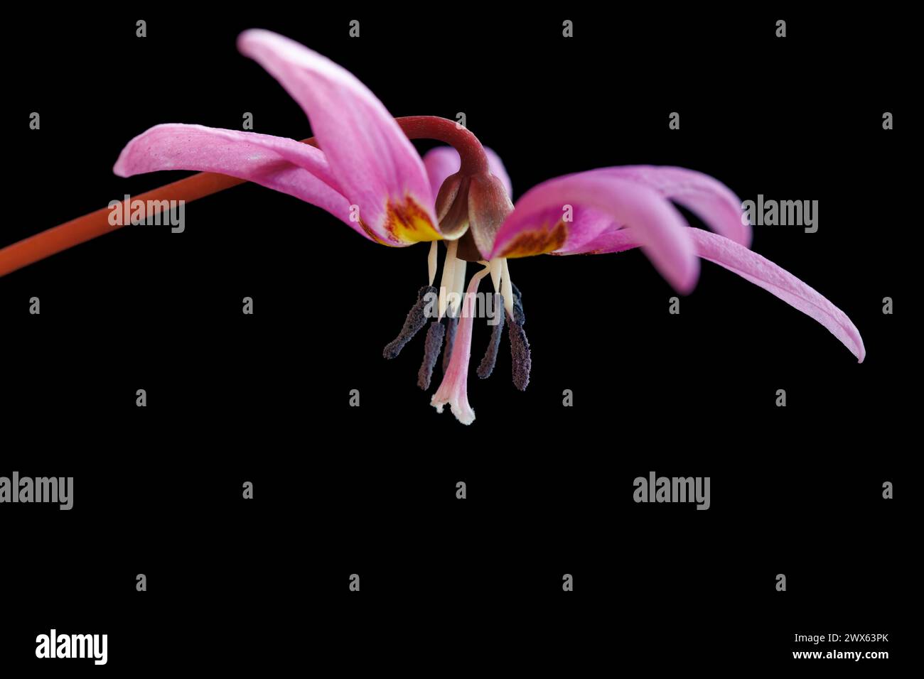 Dogs tooth violet, early spring flower, botanical name Erythronium dens ...