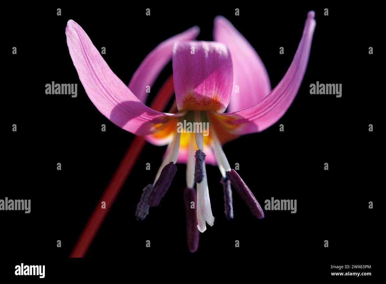 Dogs tooth violet, early spring flower, botanical name Erythronium dens ...