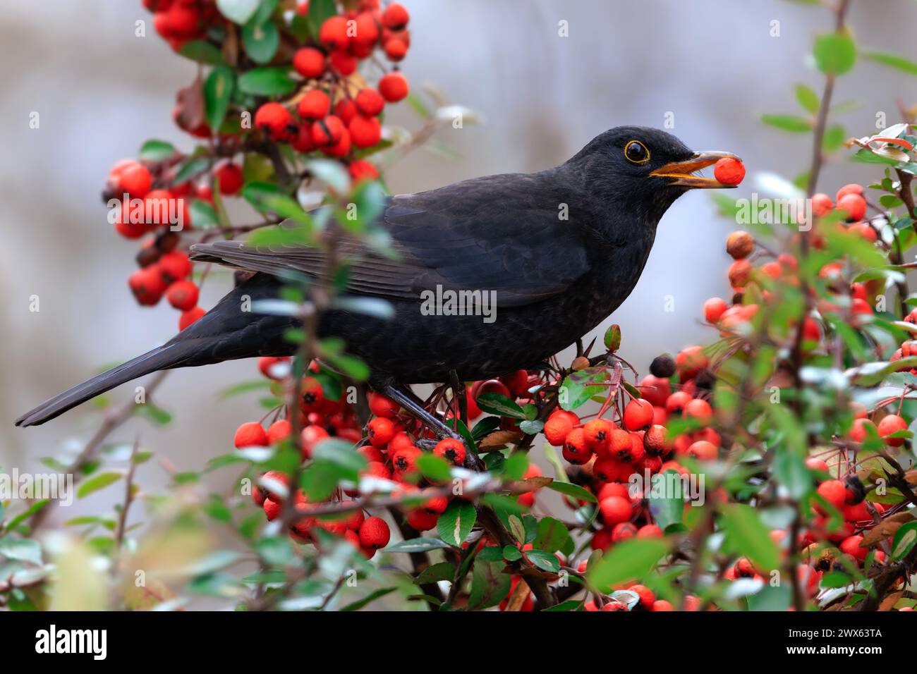 Common blackbird, turdus merula, feeding on red berries Stock Photo - Alamy