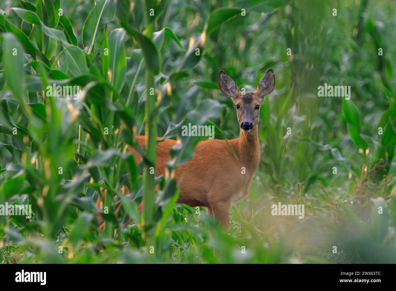 Roe deer (capreolus capreolus) in corn field Stock Photo - Alamy