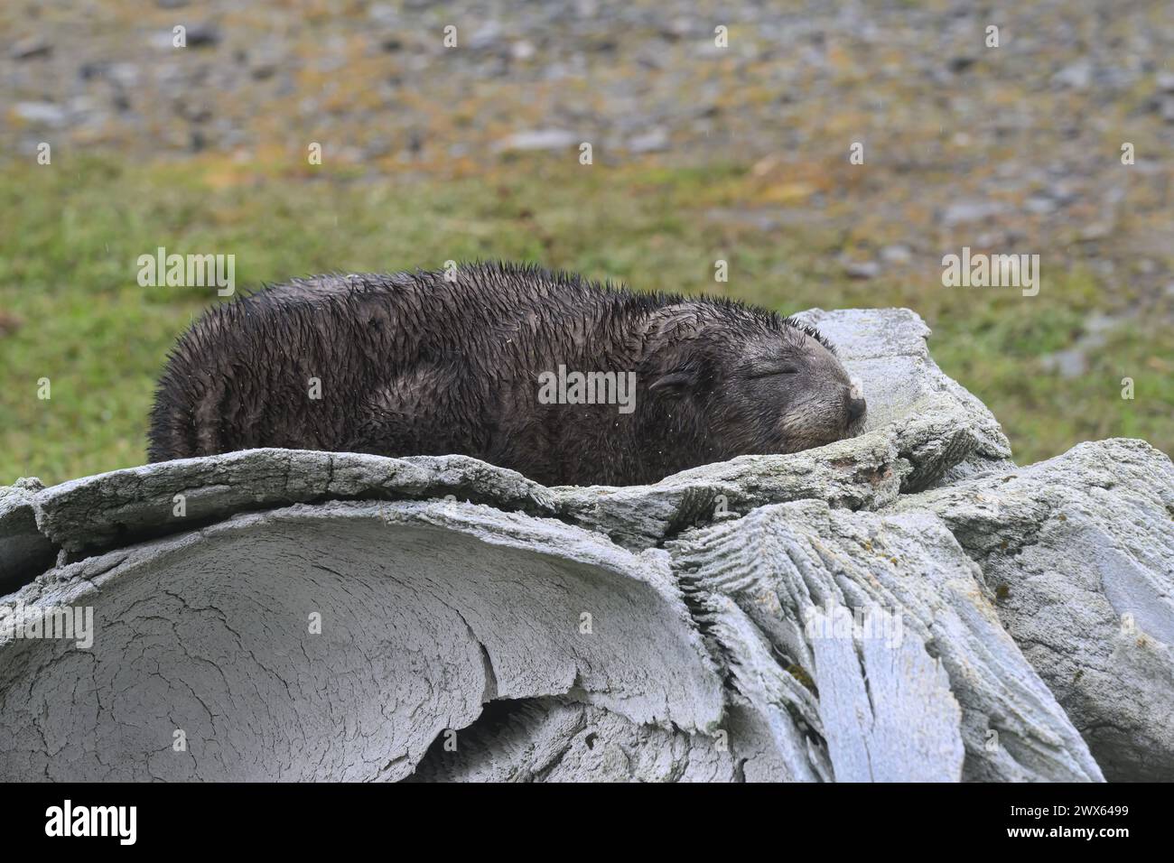 Seal Antarctic Fur (Arctocephalus gazella), pup asleep on a whale bone ...