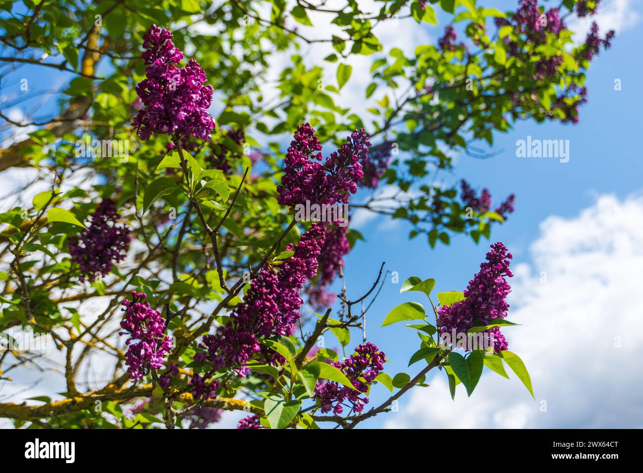 Blossoming flowers at Fort Vancouver National Historic Site in ...