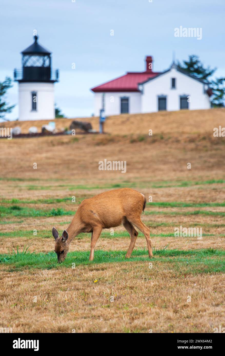 A Deer Doe at Fort Casey State Park on Whidbey Island, in Island County ...