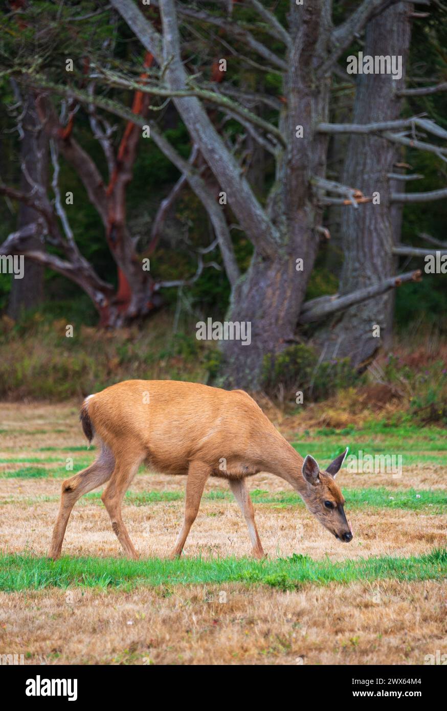 A Deer Doe at Fort Casey State Park on Whidbey Island, in Island County ...