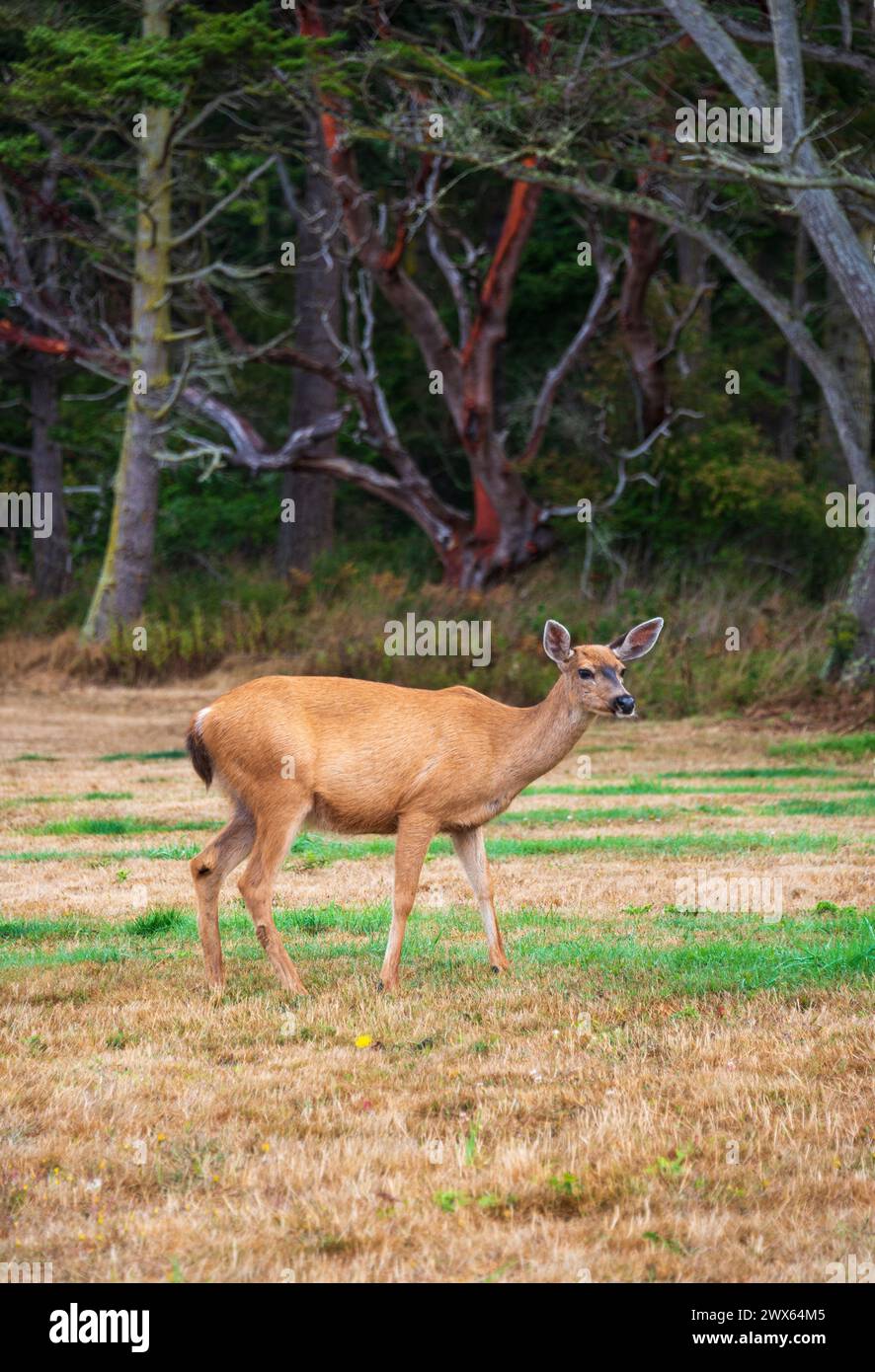 A Deer Doe at Fort Casey State Park on Whidbey Island, in Island County ...