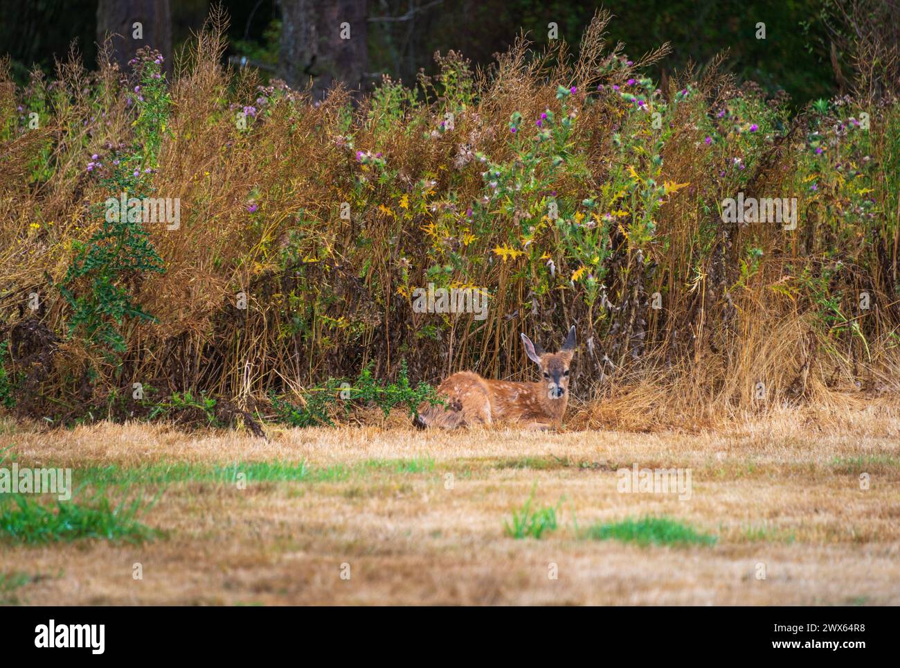 A Deer Doe at Fort Casey State Park on Whidbey Island, in Island County ...