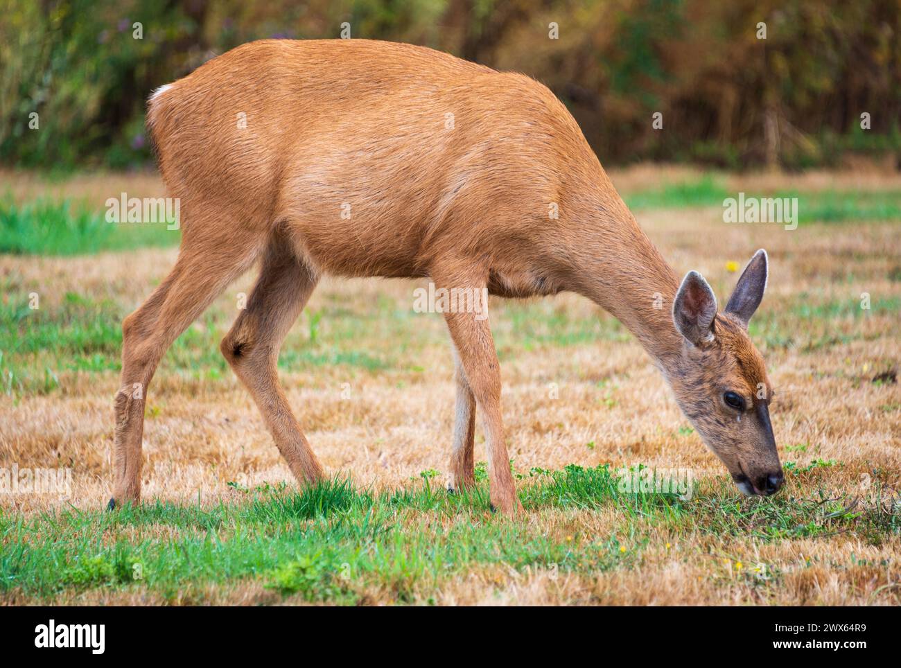 A Deer Doe at Fort Casey State Park on Whidbey Island, in Island County ...