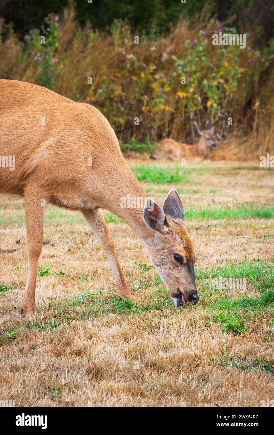 A Deer Doe at Fort Casey State Park on Whidbey Island, in Island County ...