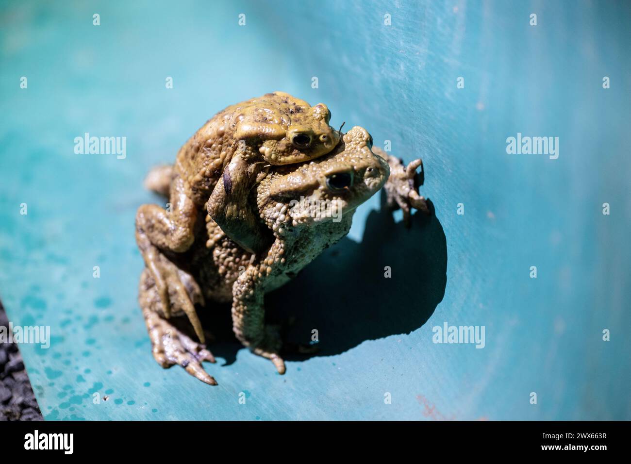 Jesserndorf hi-res stock photography and images - Alamy