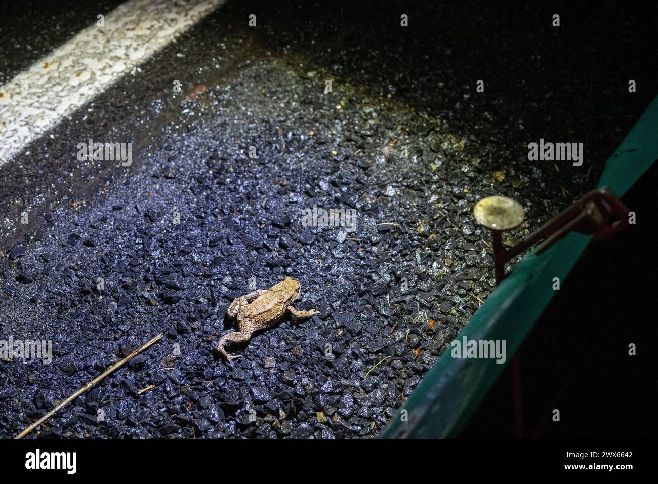 Jesserndorf, Germany. 27th Mar, 2024. A toad walks along a road. The ...