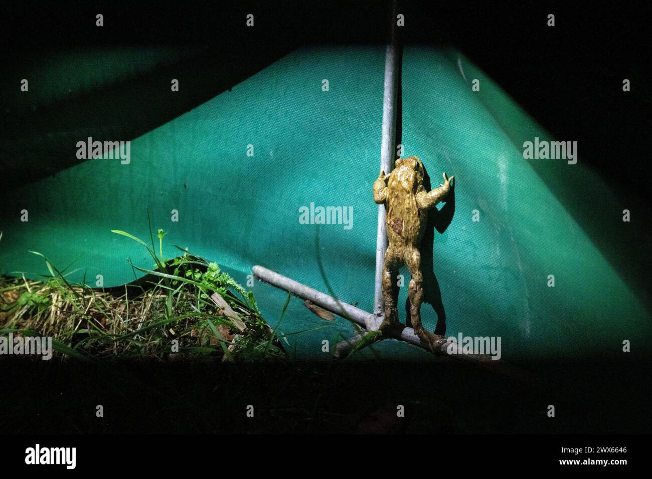 Jesserndorf, Germany. 27th Mar, 2024. A common toad stretches and tries ...
