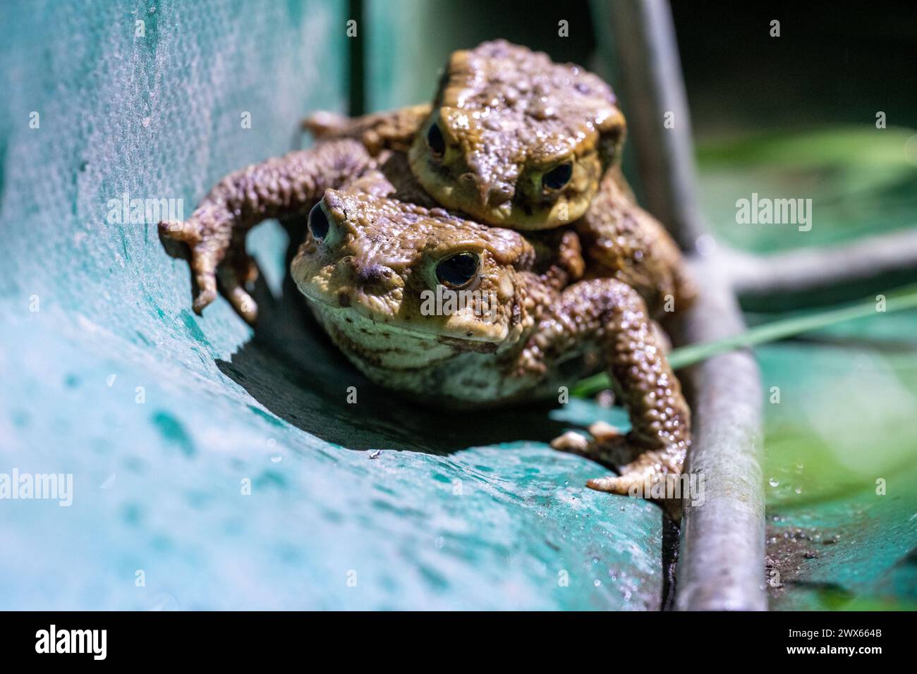 Jesserndorf, Germany. 27th Mar, 2024. A pair of common toads sits on an ...
