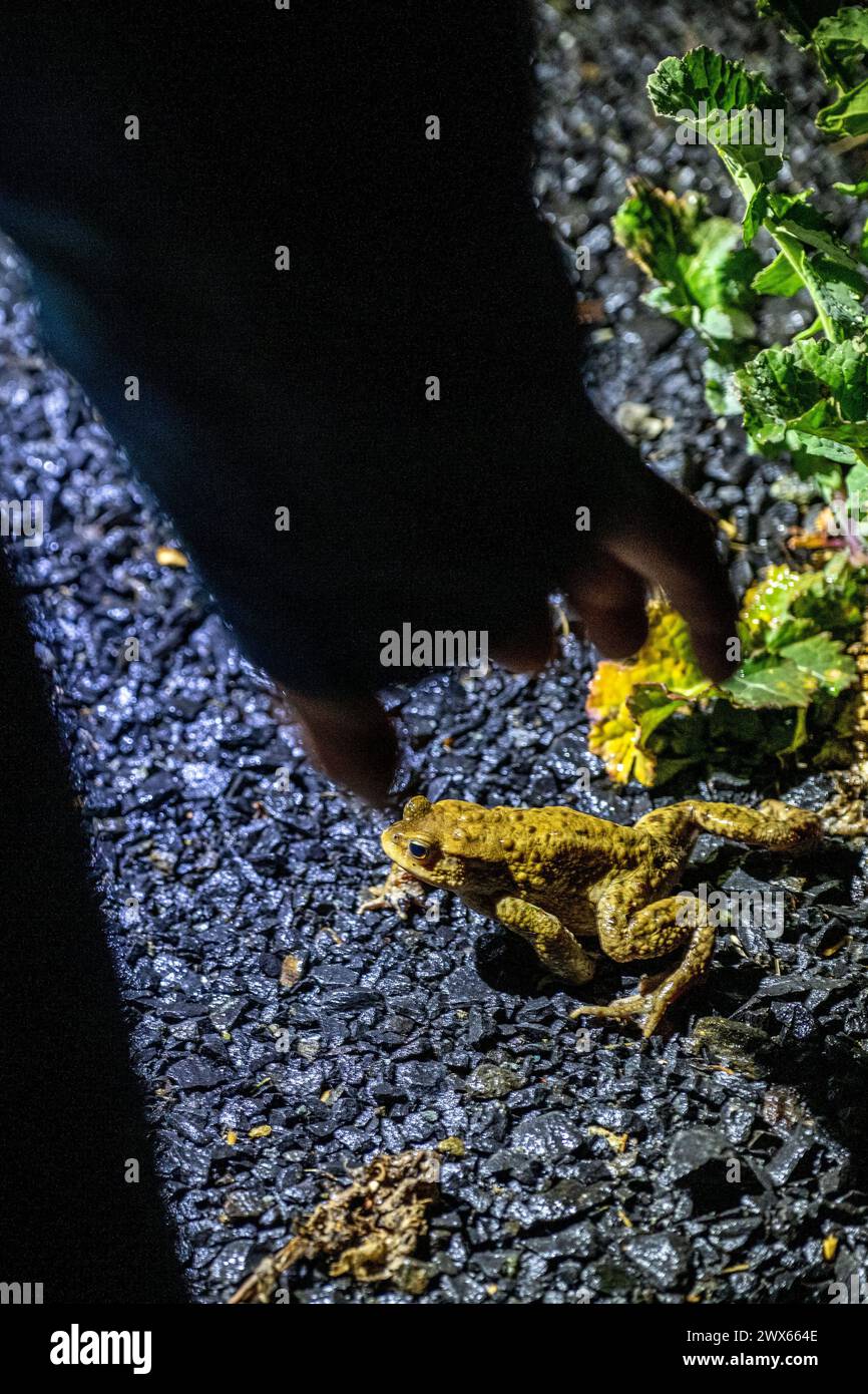 Jesserndorf, Germany. 27th Mar, 2024. A volunteer from the Bund ...